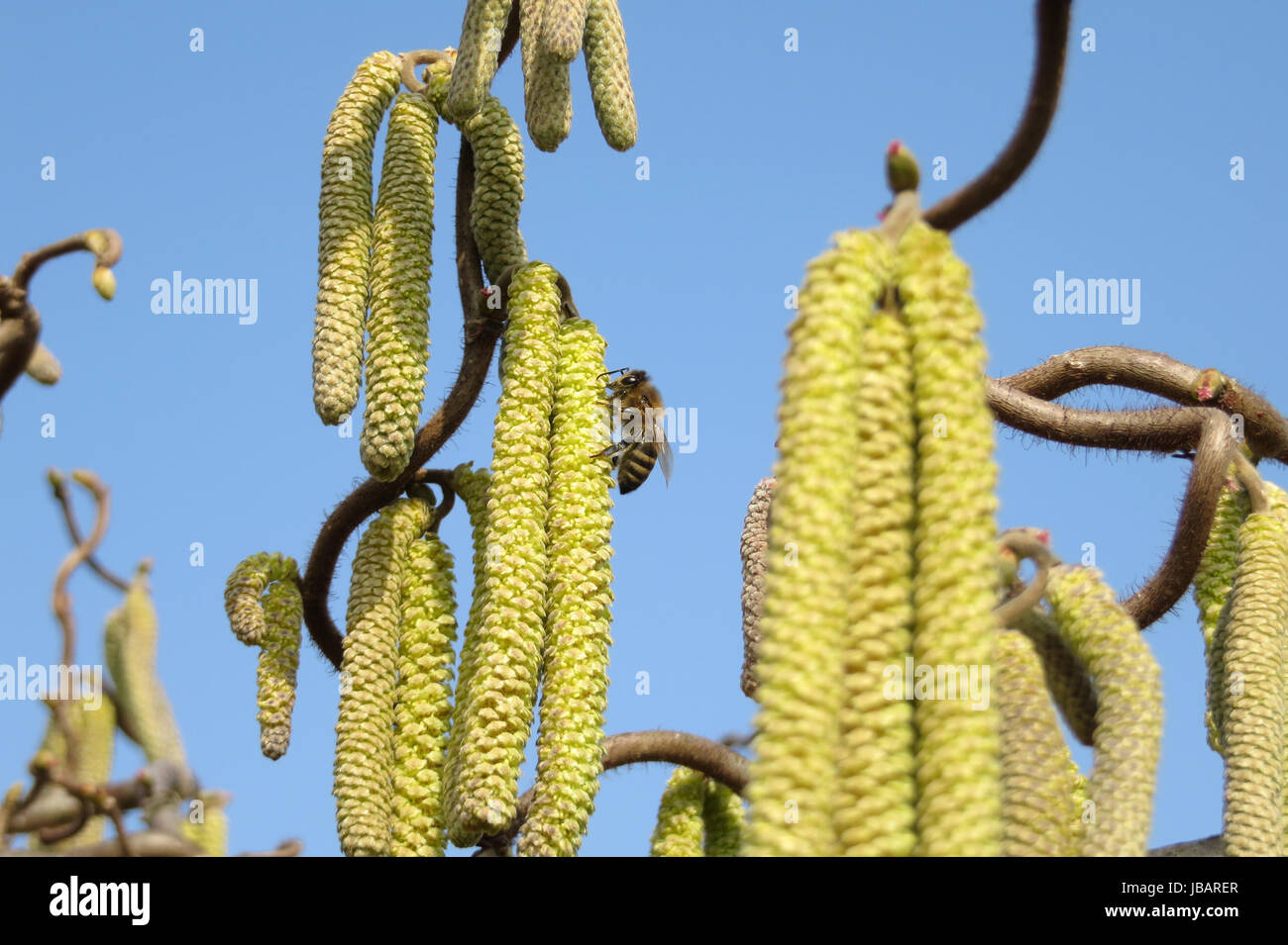 corkscrew hazel - corylus avellana - contorta Stock Photo - Alamy