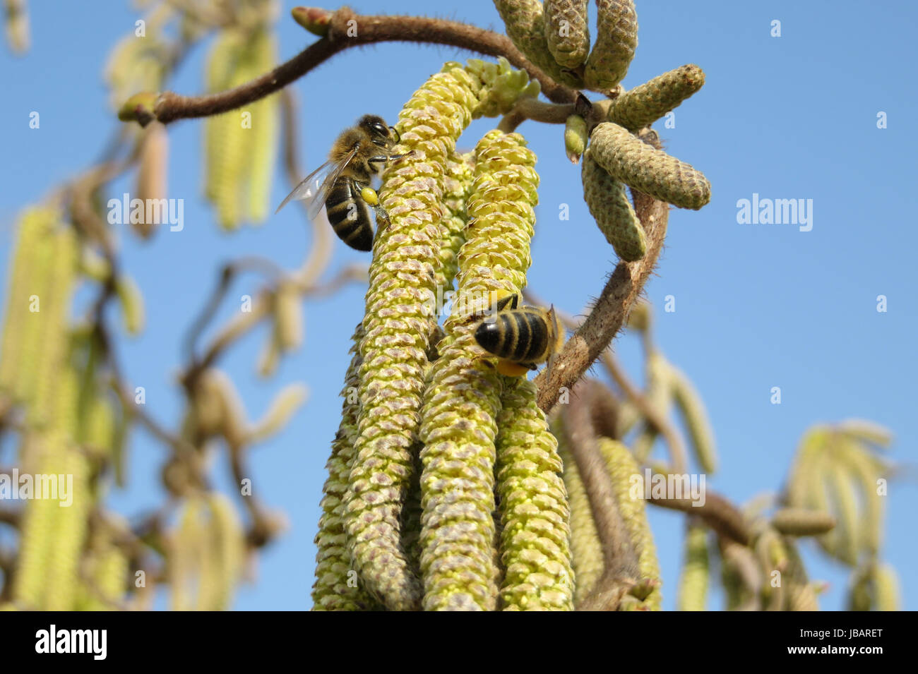 corkscrew hazel - corylus avellana - contorta Stock Photo - Alamy