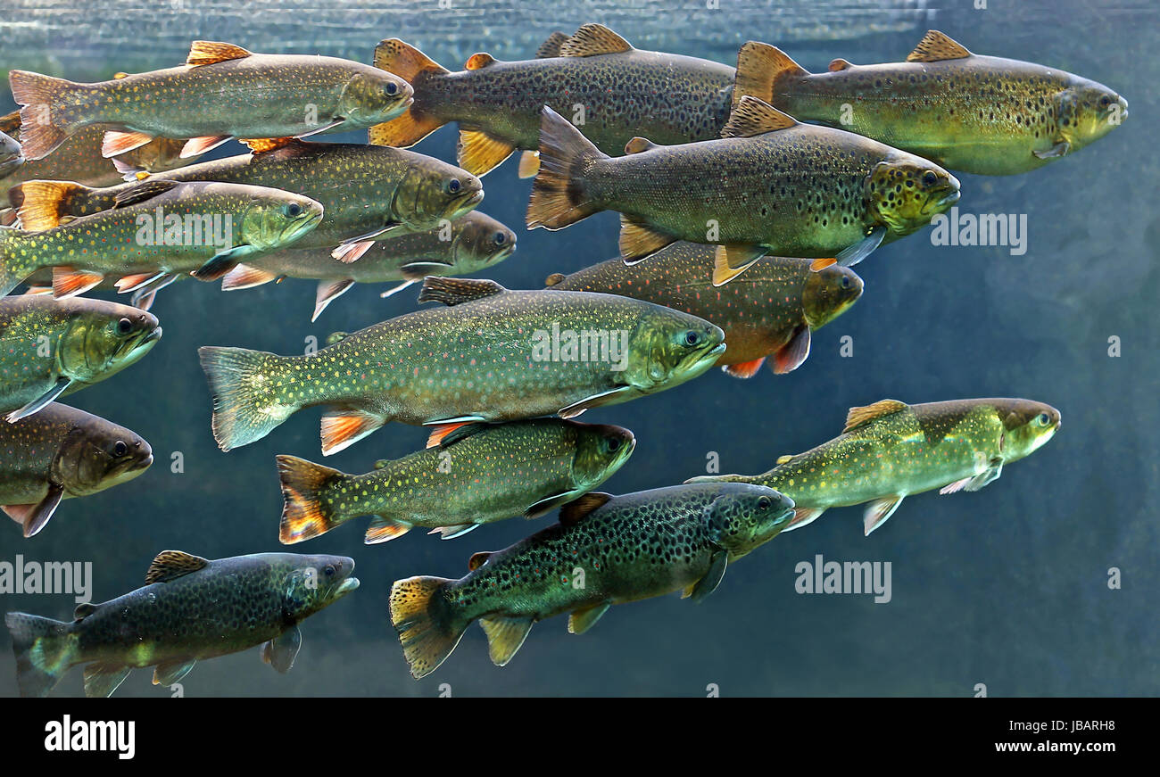 a flock of trout Stock Photo - Alamy