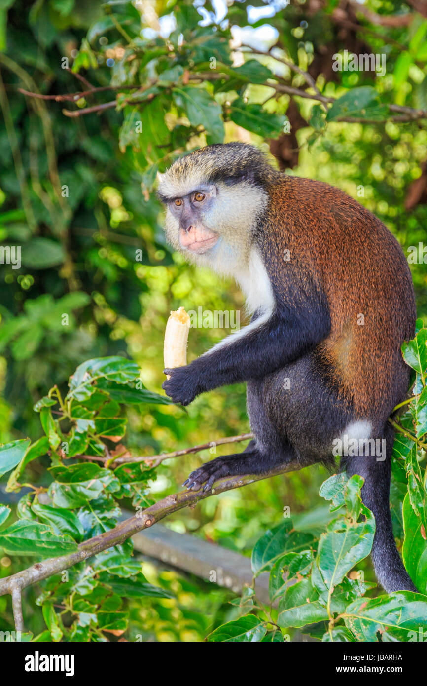 Mona Monkey With Banana in Jungle Stock Photo - Alamy