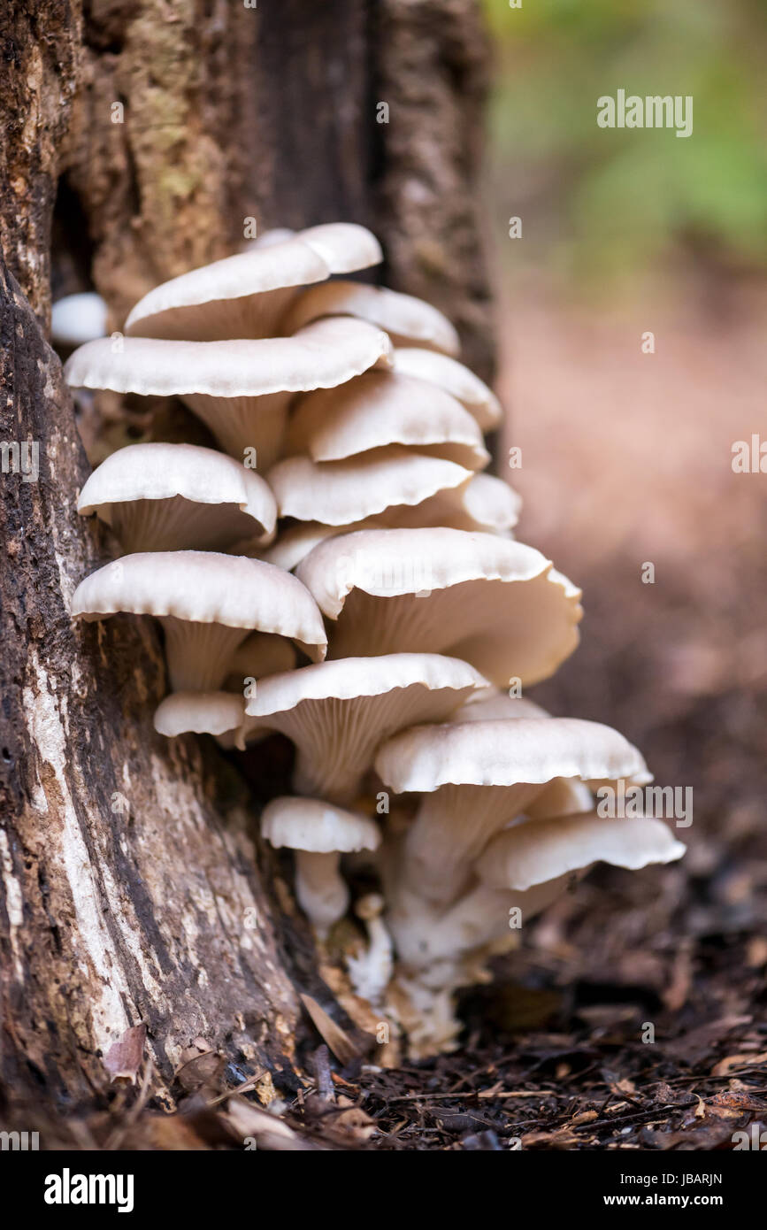 Woodland Oyster Mushrooms grow off the side of a decaying Poplar tree ...