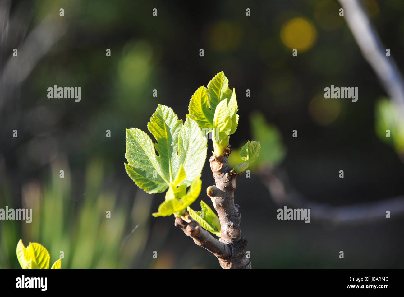 fig fig tree Stock Photo - Alamy