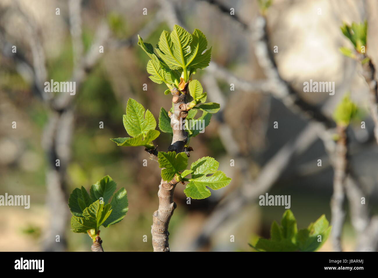 fig fig tree Stock Photo - Alamy