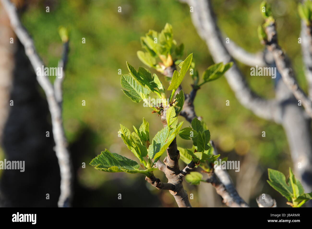 feige leaf in spring - spain Stock Photo - Alamy