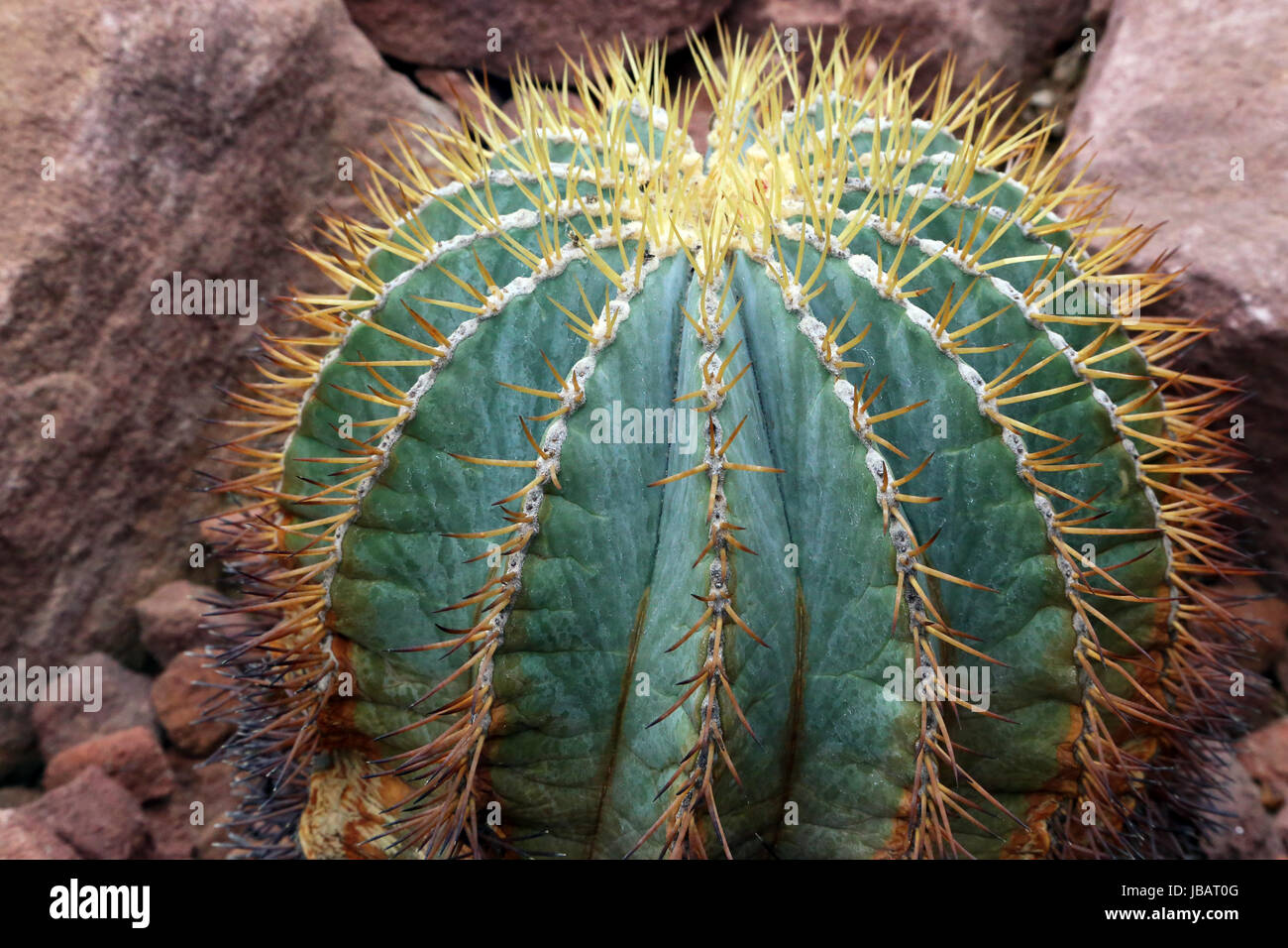 Xerophyt hi-res stock photography and images - Alamy