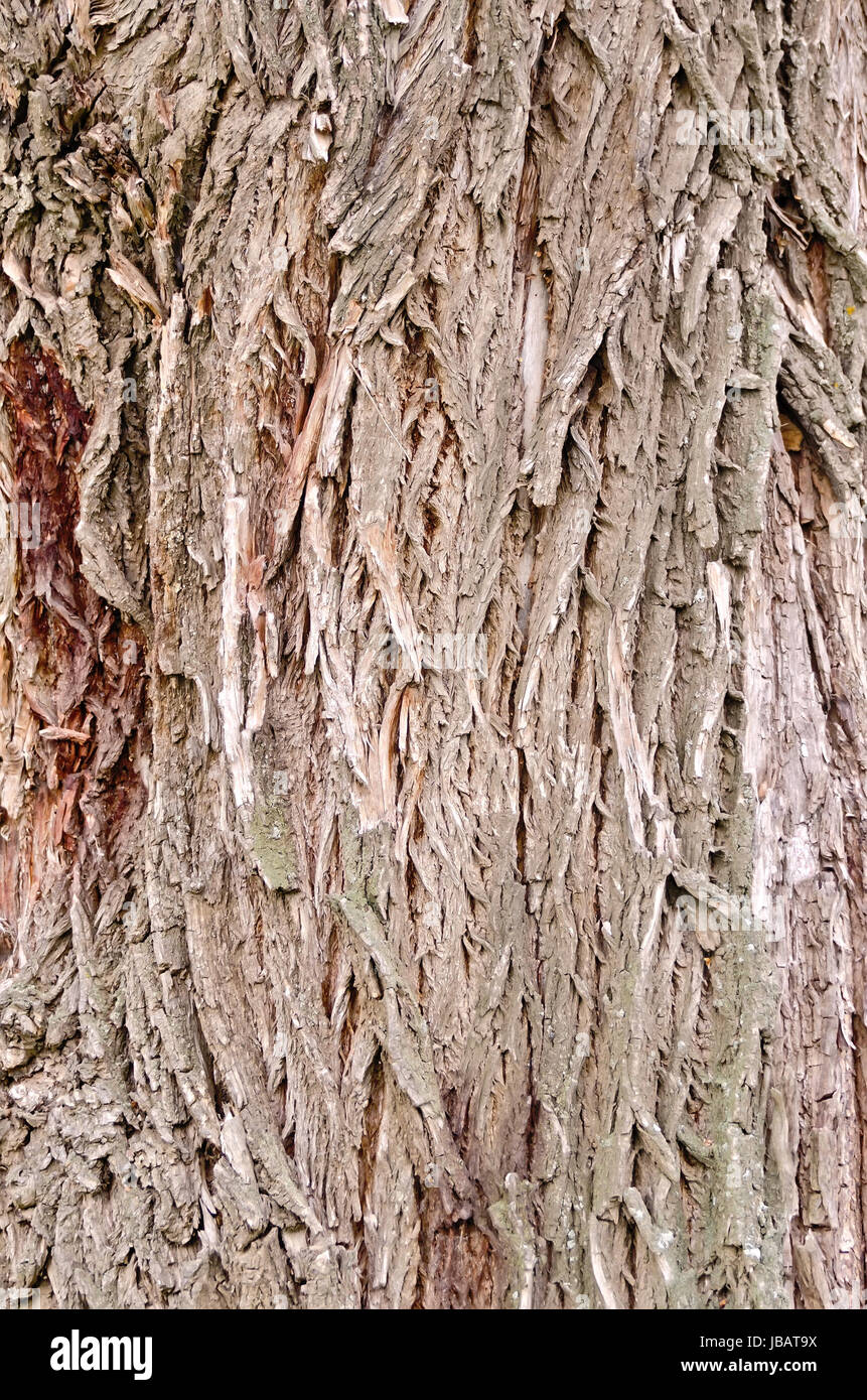 Rough willow bark hi-res stock photography and images - Alamy