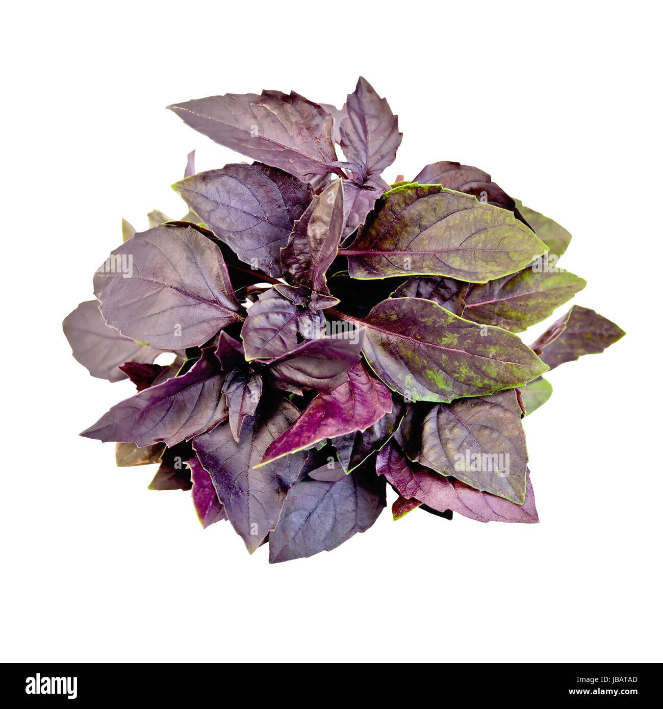 Bundle of purple basil isolated on white background Stock Photo - Alamy