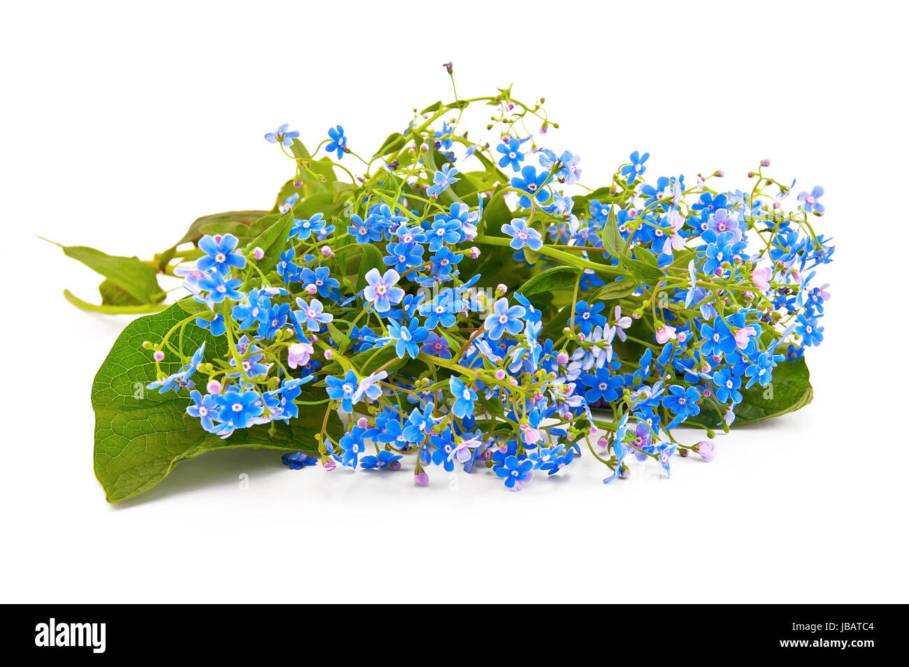 A bouquet of blue spring flowers isolated on white background Stock ...
