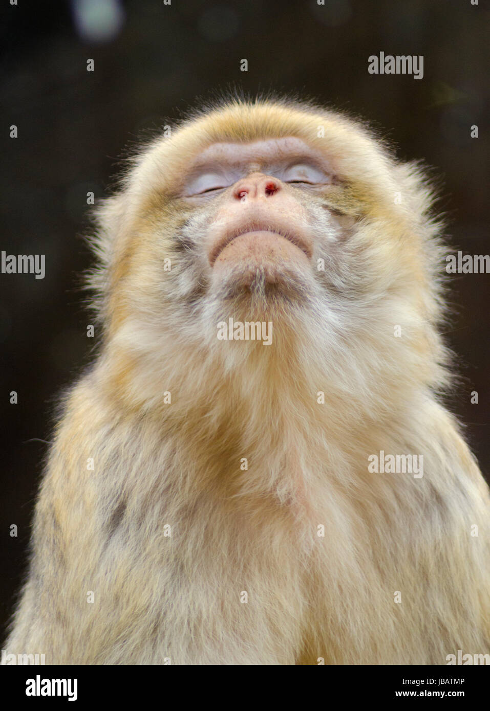 Close up of a young, beautiful yellowish brown to gray barbary macaque ...