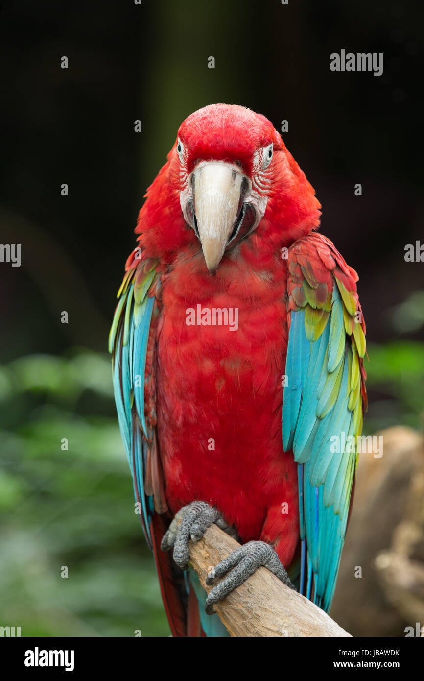 parrot bird sitting on the perch Stock Photo - Alamy