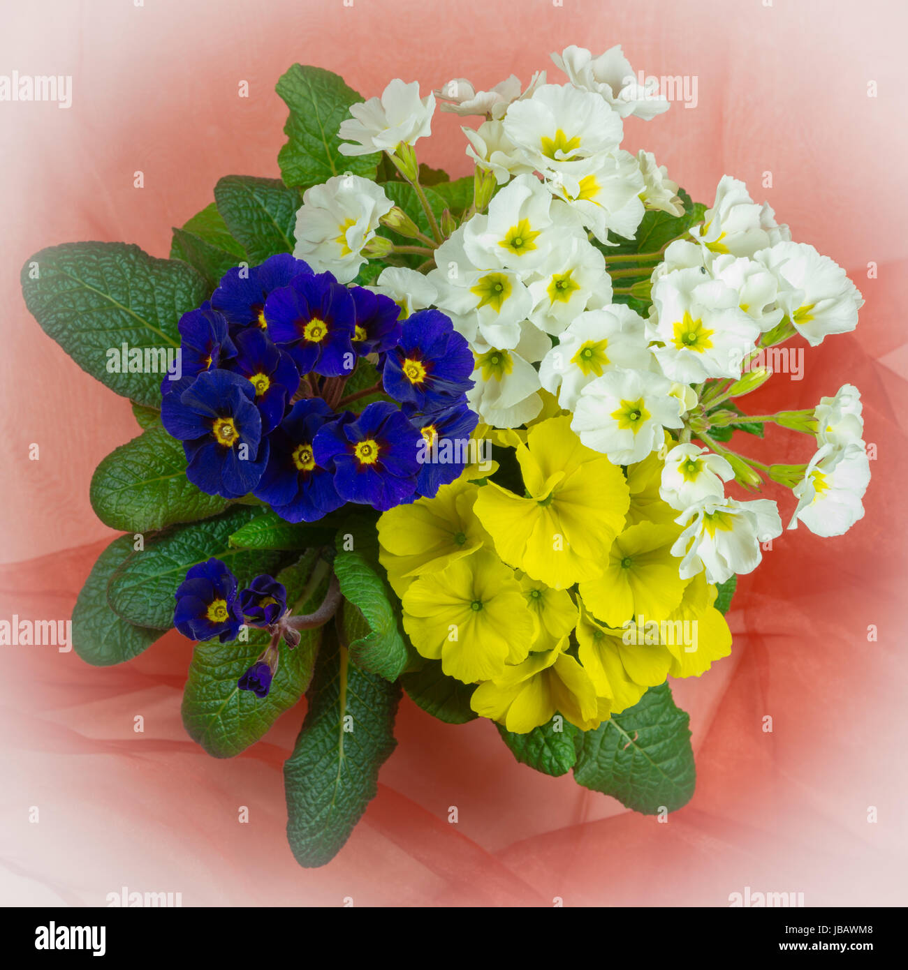 primroses in three colors Stock Photo - Alamy