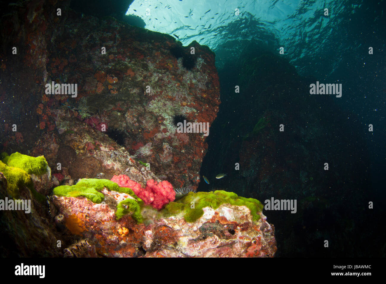 Beautiful healthy red soft corals shining on a big rock in the crystal ...