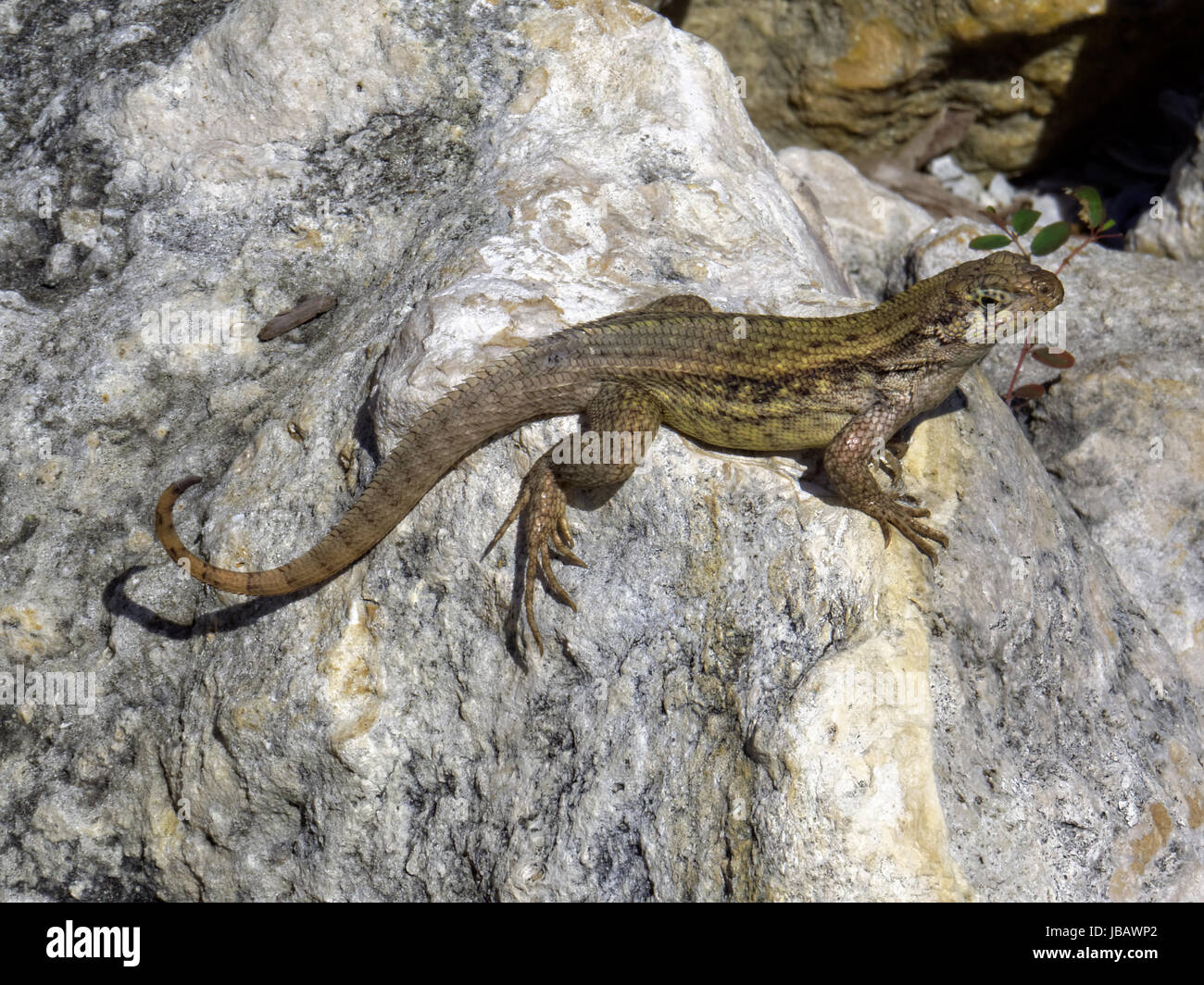 Curly tailed lizard hi-res stock photography and images - Alamy
