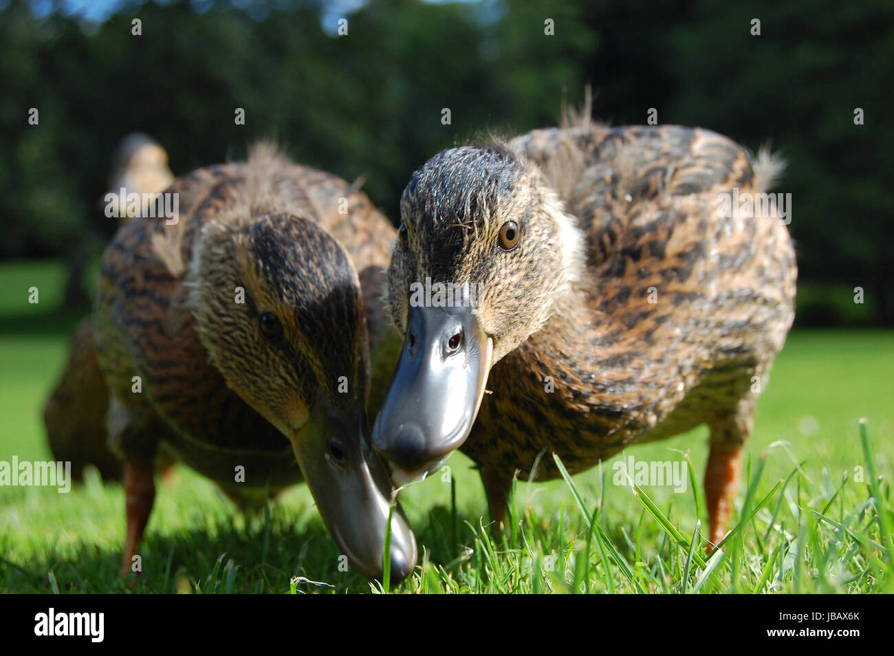 Two little ducks hi-res stock photography and images - Alamy