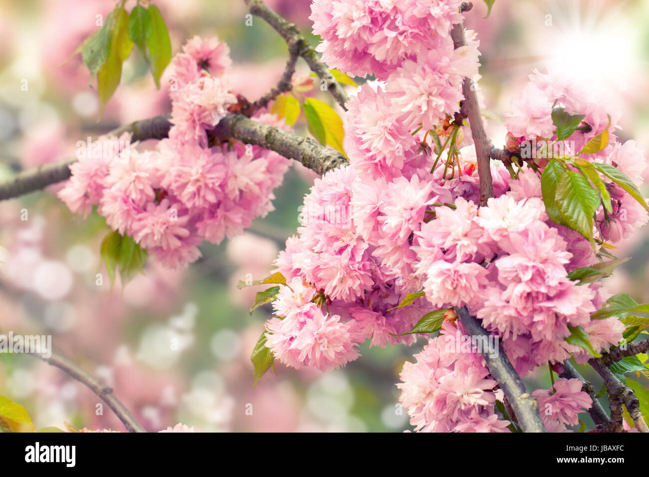 pink cherry blossom Stock Photo - Alamy