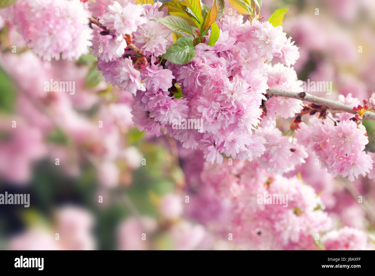 pink cherry blossom Stock Photo - Alamy