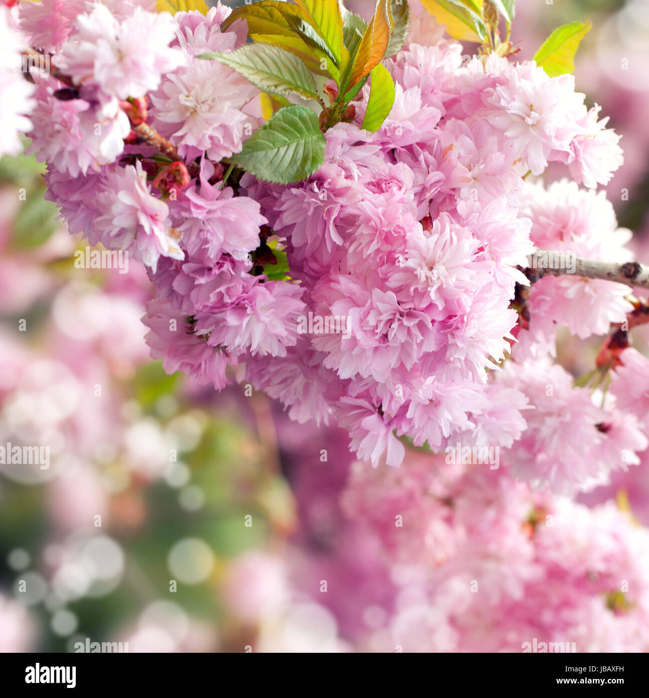 pink cherry blossom Stock Photo - Alamy