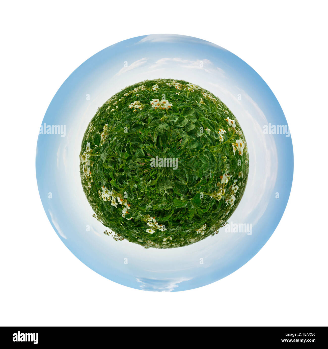 Vegetable plantation in garden view Cut Out Stock Images & Pictures - Alamy