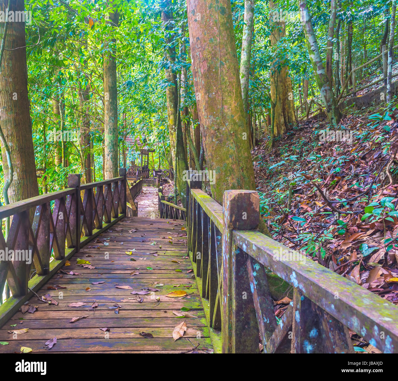 wooden track in forest Stock Photo - Alamy