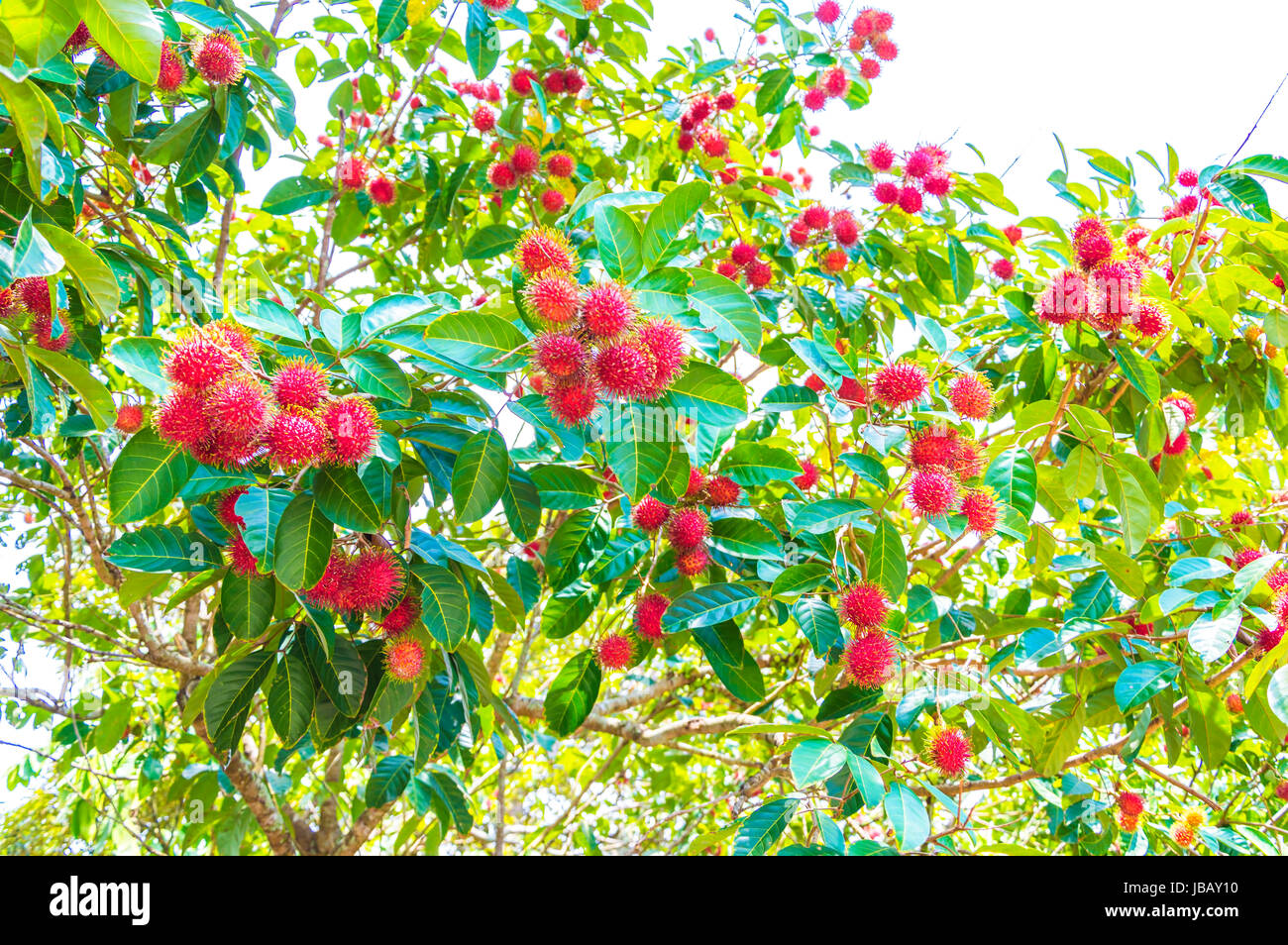 Fresh rambutan from the orchard on the eastern part of Malaysia Stock ...