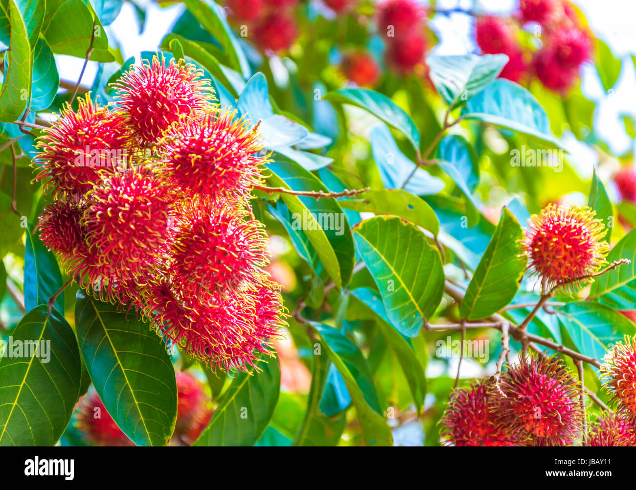 Fresh rambutan from the orchard on the eastern part of Malaysia Stock ...