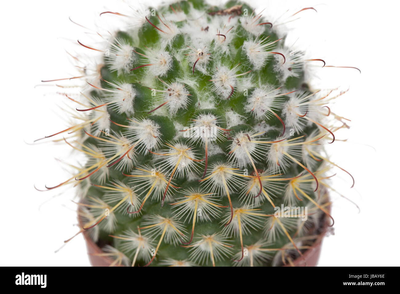 Many specimen of cactus, isolated on white background Stock Photo - Alamy