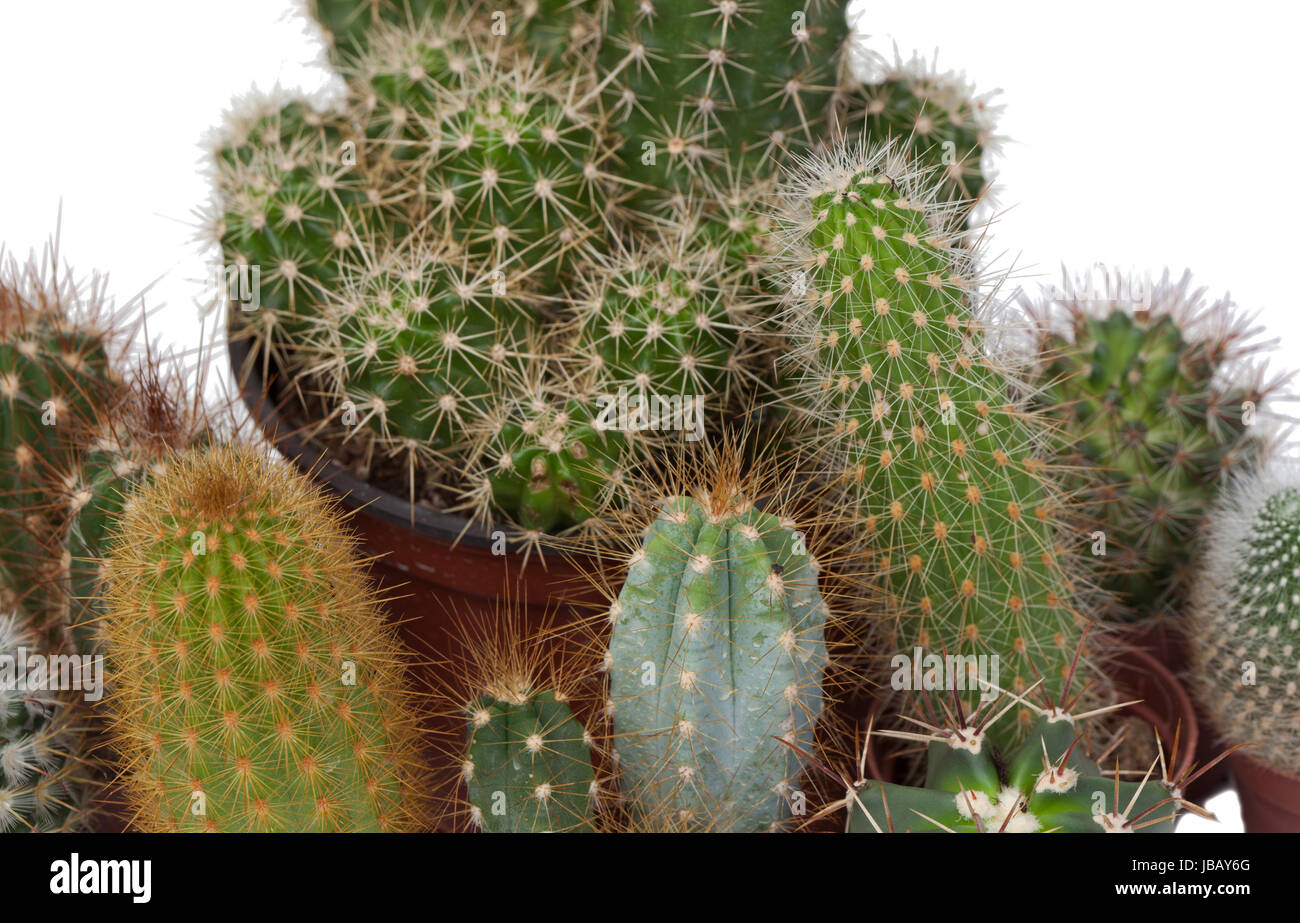 Many specimen of cactus, isolated on white background Stock Photo - Alamy
