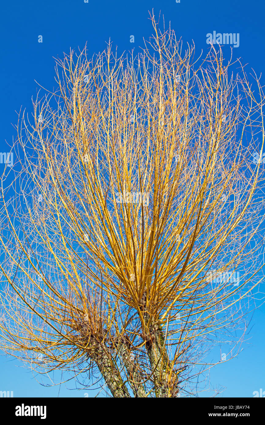 Hanfweiden hi-res stock photography and images - Alamy