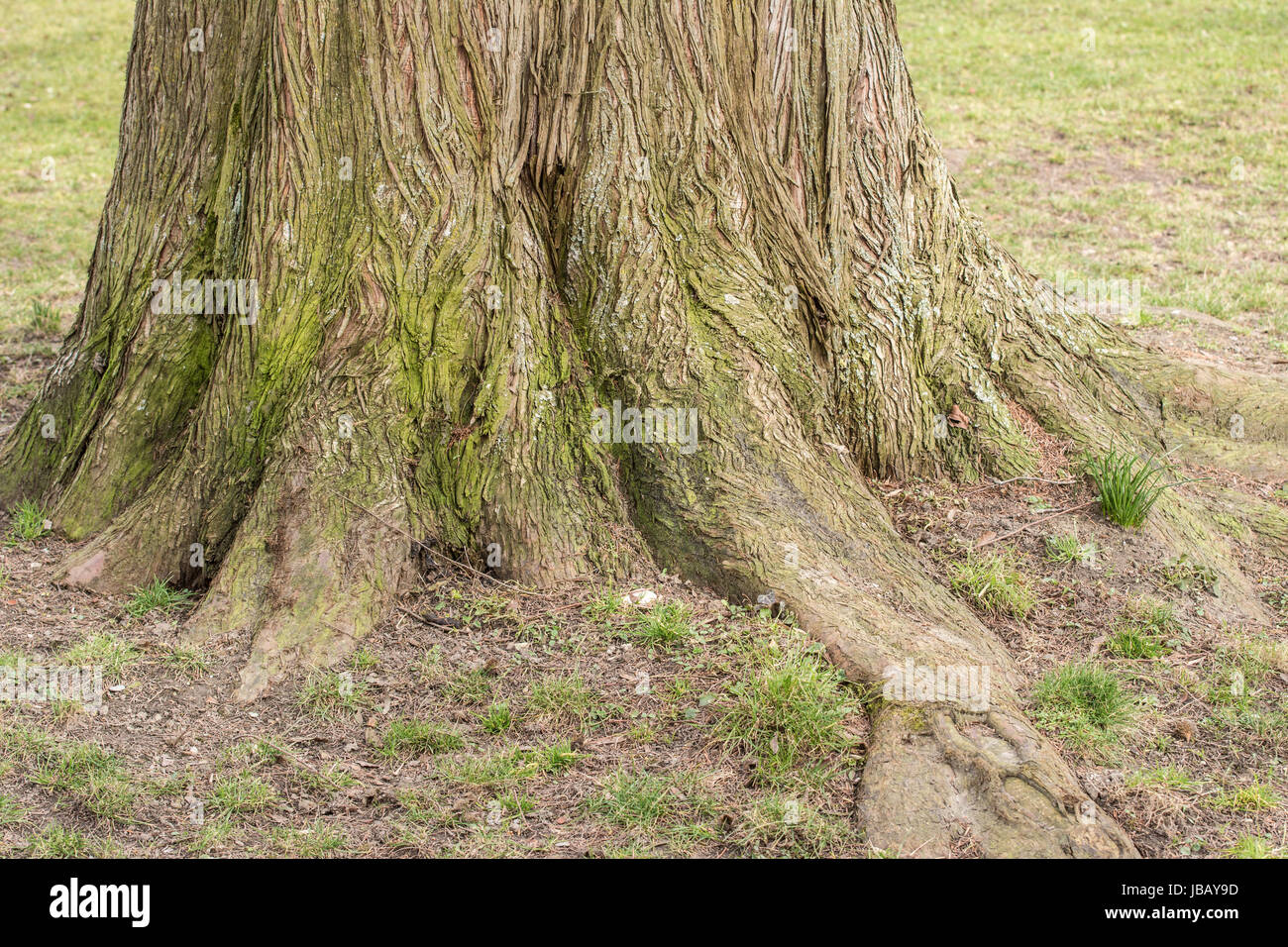 Trunk and roots of a giant mammoth tree Stock Photo - Alamy