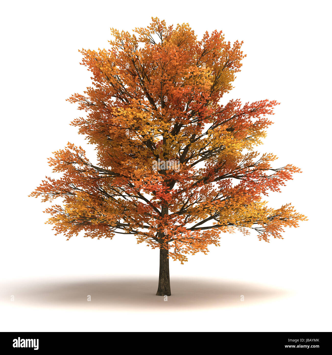 Maple Tree (isolated white background Stock Photo - Alamy