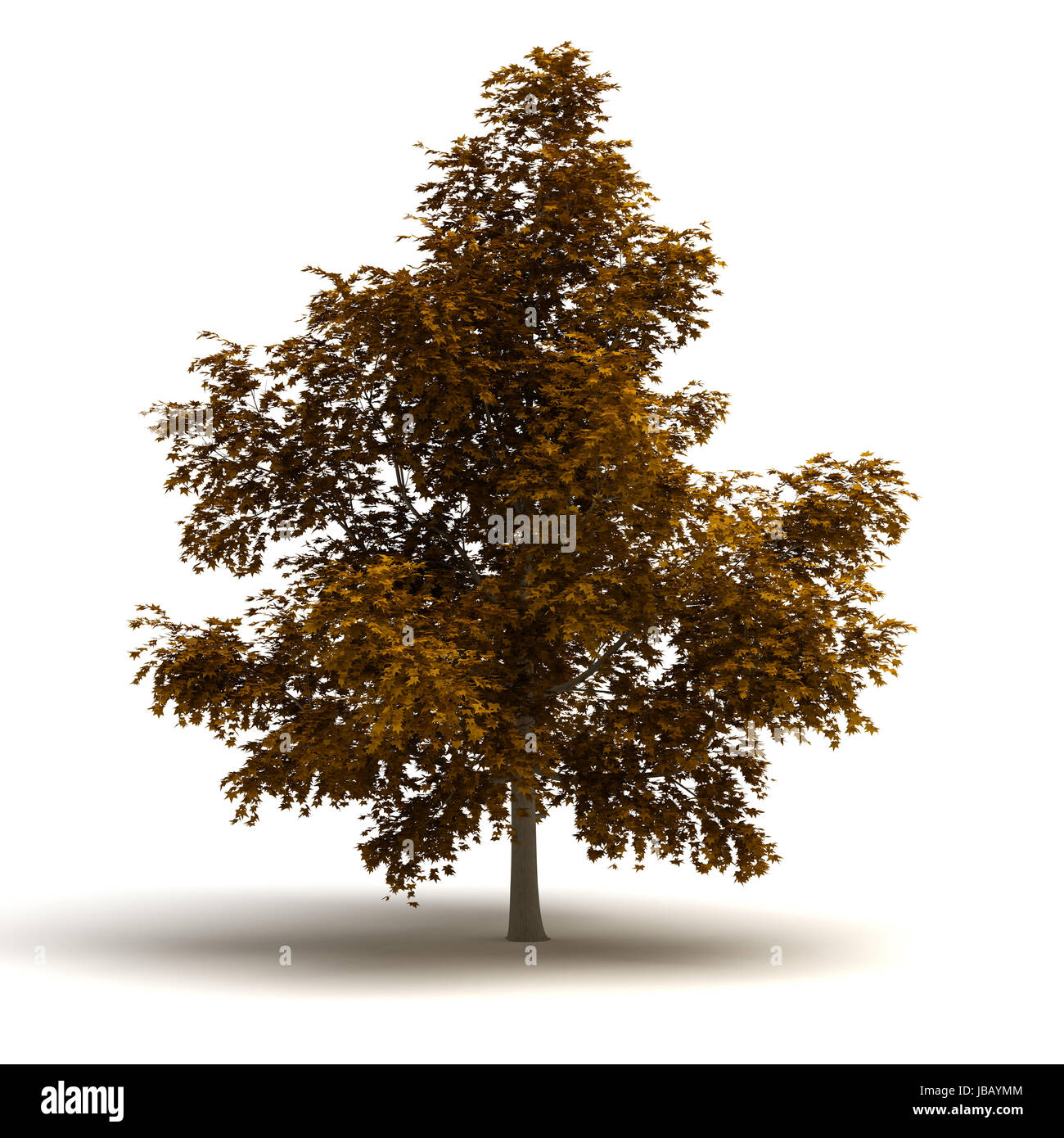Single Tree (isolated white background Stock Photo - Alamy
