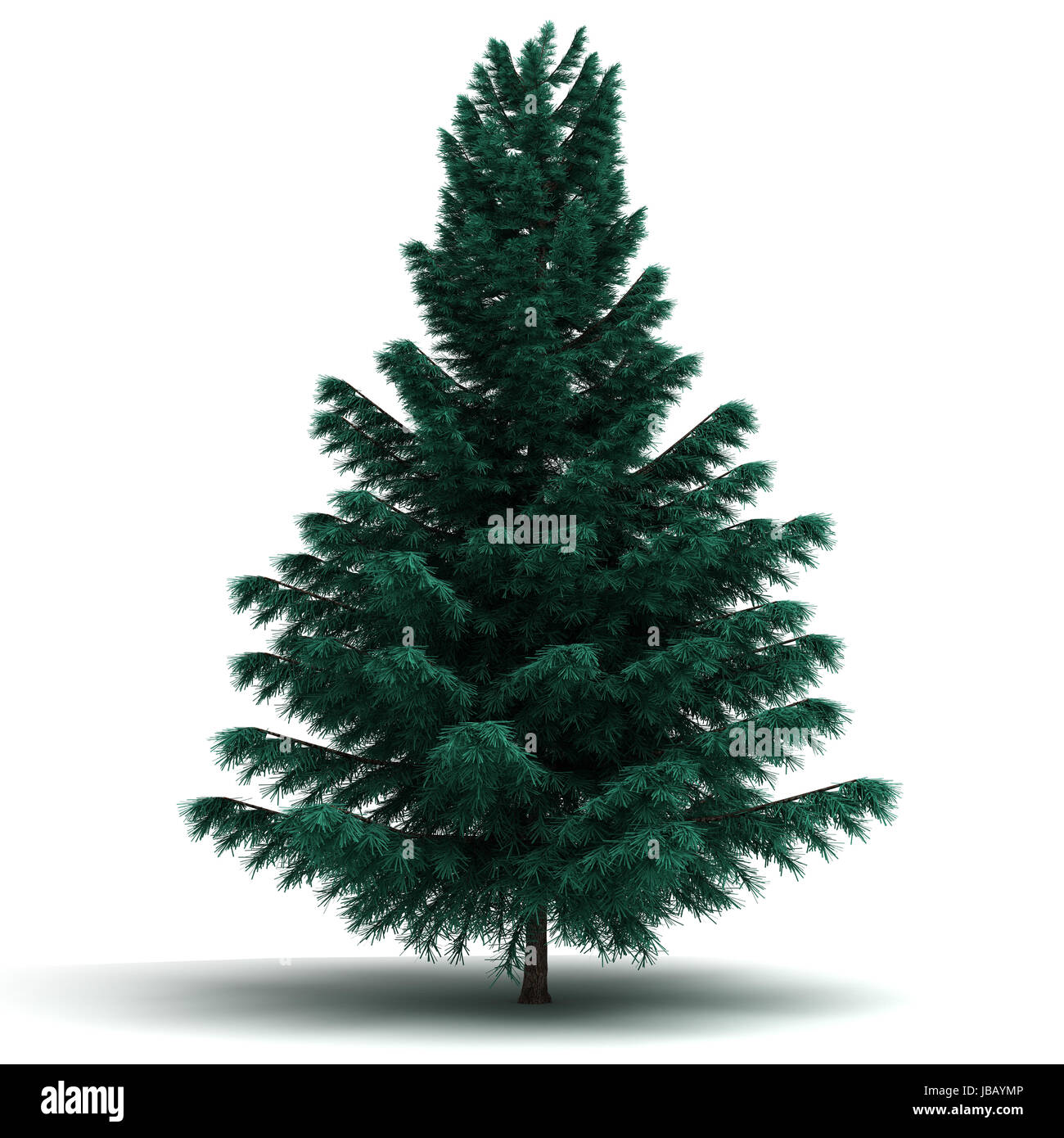 Spruce Pine Tree (isolated white background Stock Photo - Alamy