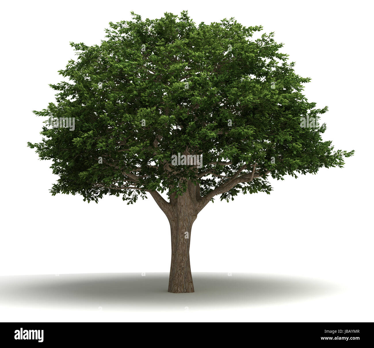 Brazilian Pepper Tree Stock Photo - Alamy