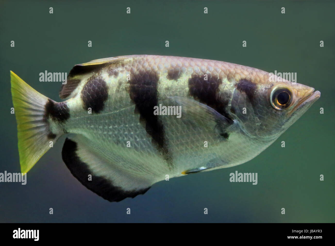 Toxotes hi-res stock photography and images - Alamy