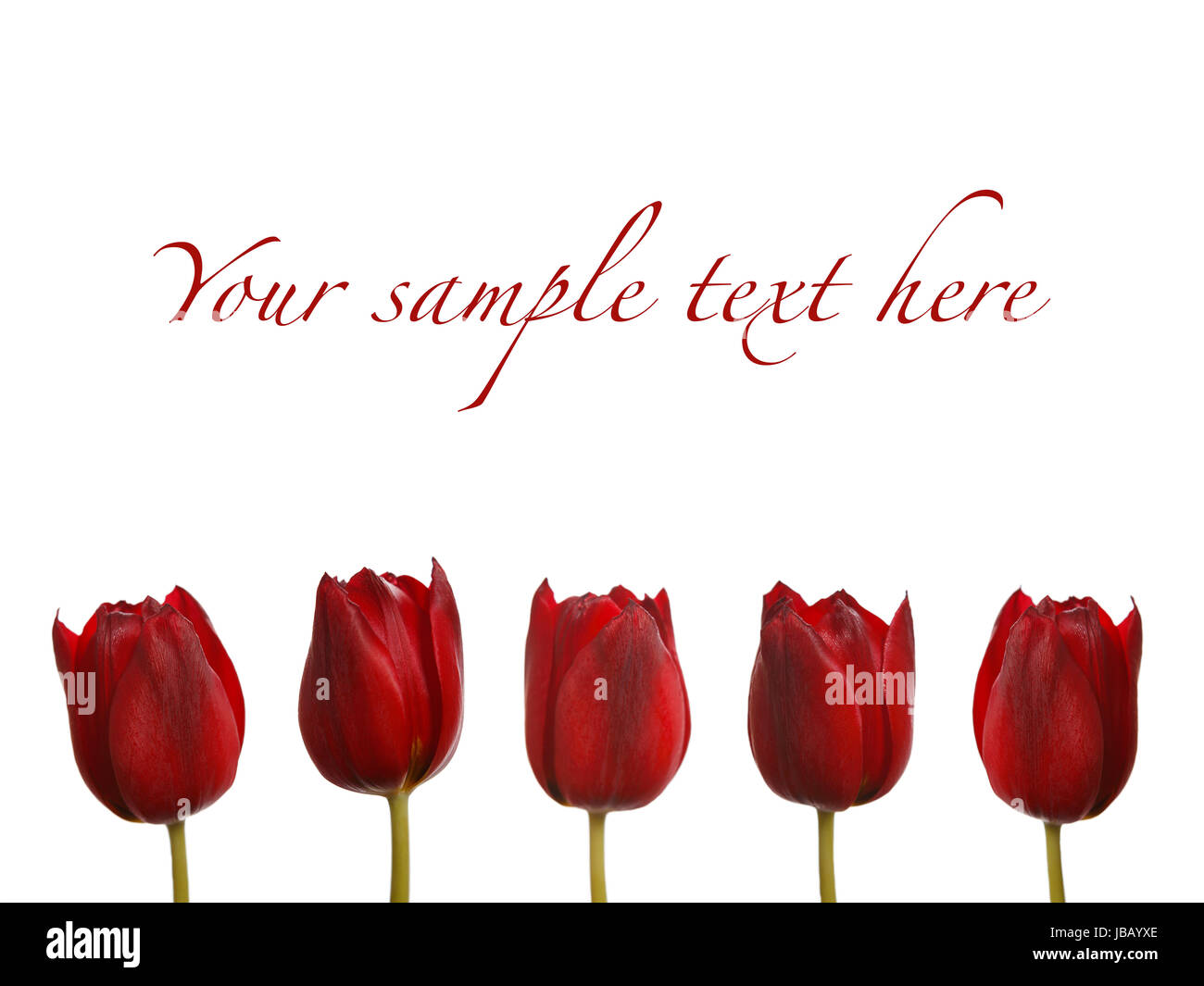 Loose tulip leaves hi-res stock photography and images - Alamy