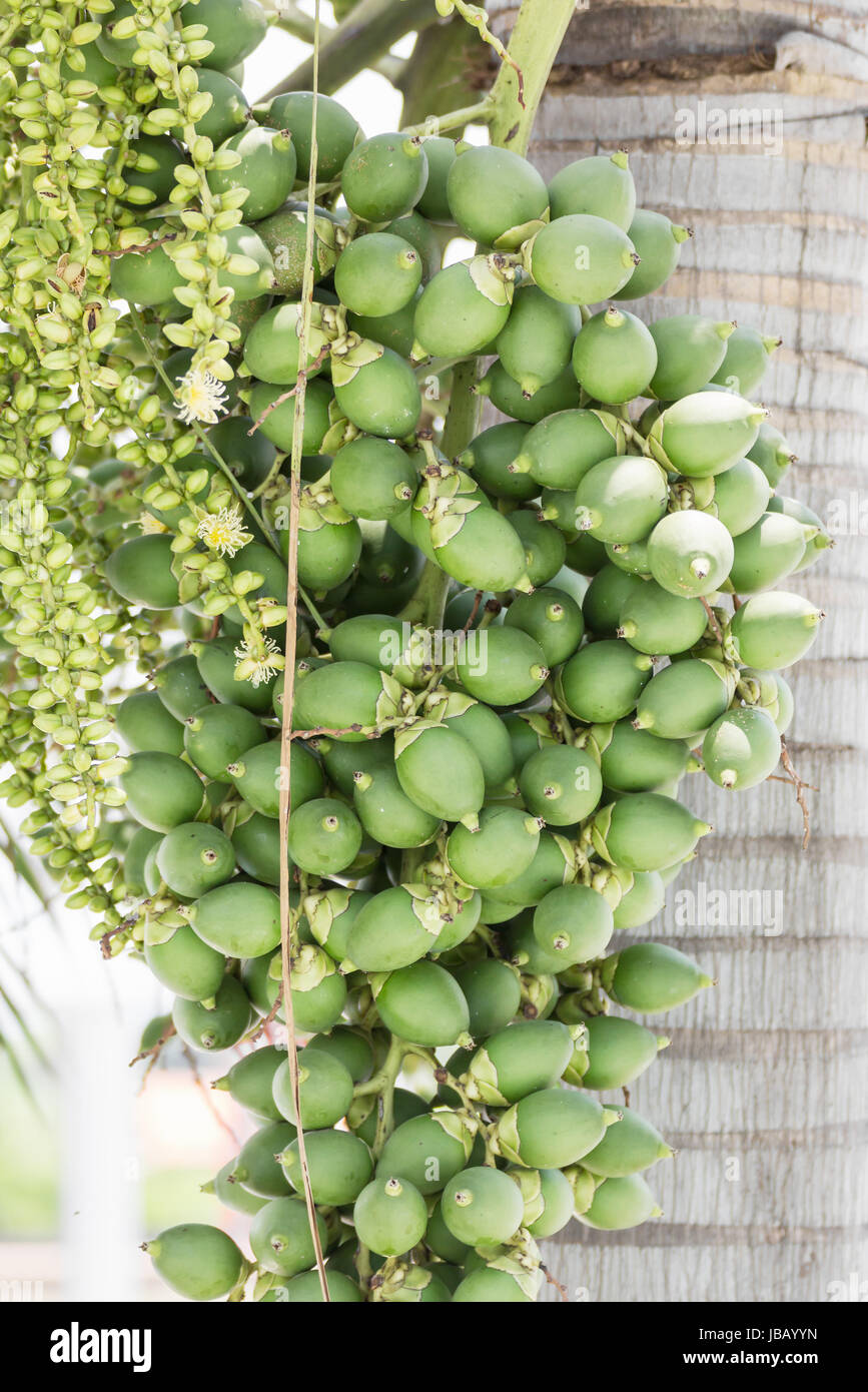 Are-ca Nut Palm tropical tree with green fruits in the nature Stock ...