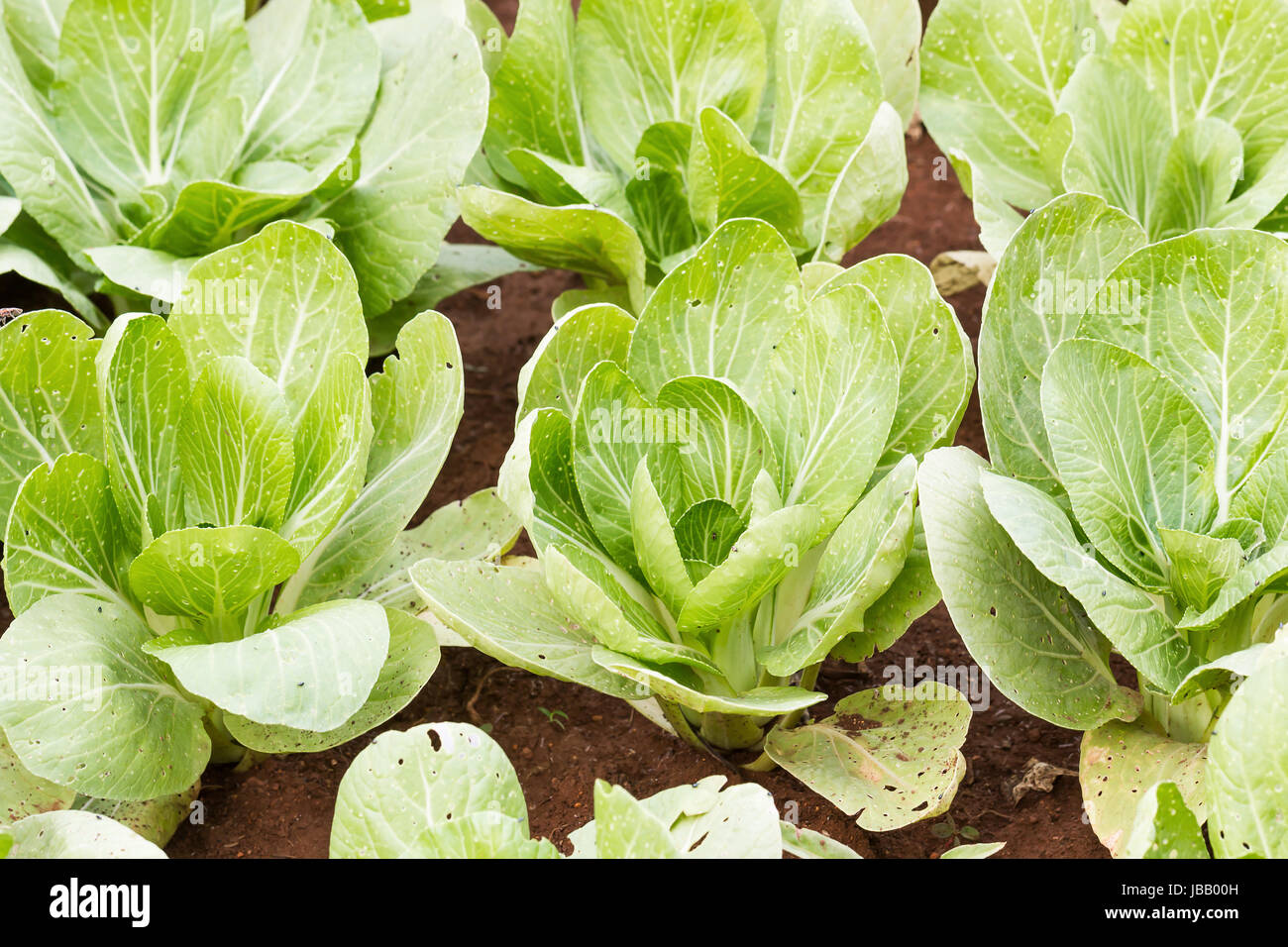 Chinese cabbage plantation in the farming in Thailand Stock Photo - Alamy