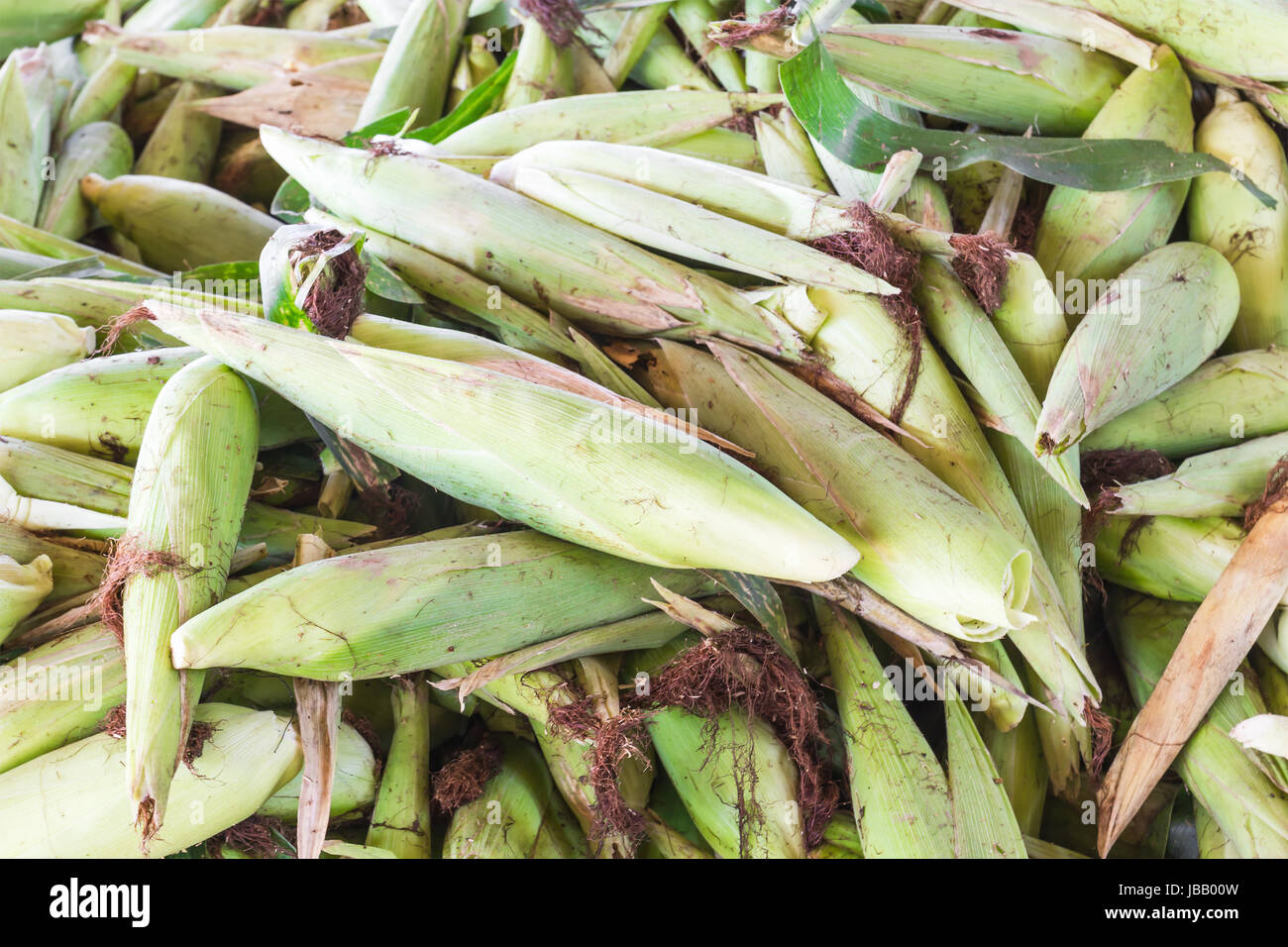 Stack of fresh corn with husk , after the corn harvest Stock Photo - Alamy
