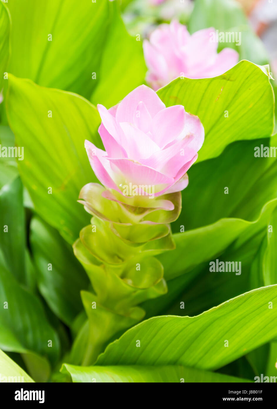 Is a biennial plant with roots in the soil. When the rainy season ...