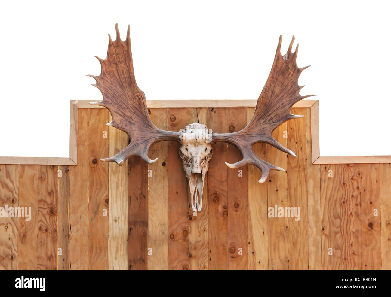Skull Moose front view hung on wooden wall Stock Photo - Alamy