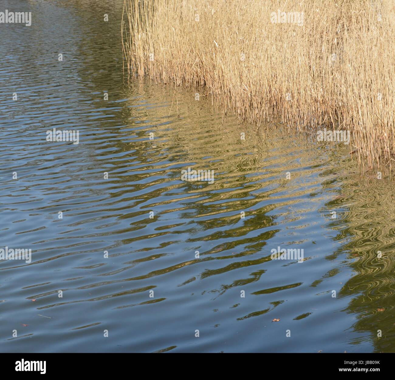 water level reed Stock Photo - Alamy