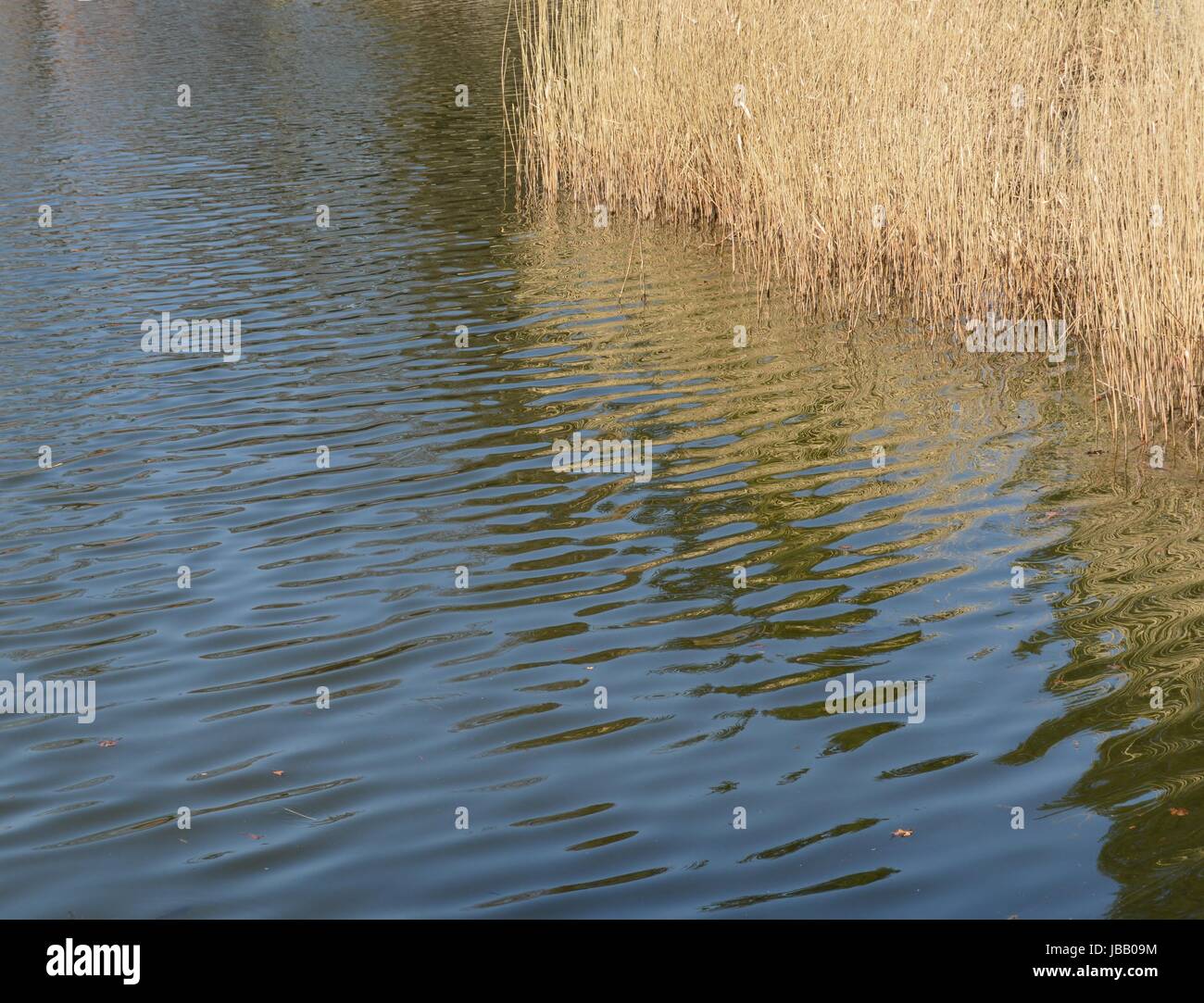 water level reed Stock Photo - Alamy