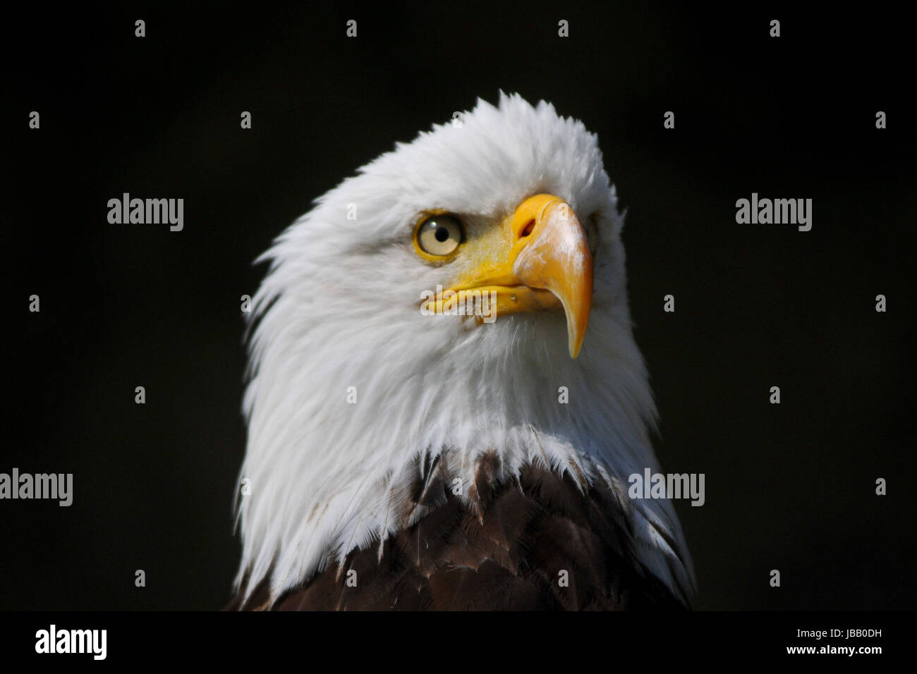Eagle eye perspective hi-res stock photography and images - Alamy