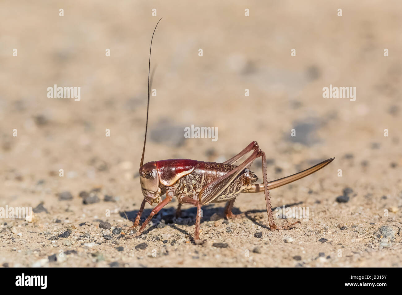Coulee Cricket, Anabrus longipes, in the shrub-steppe ecosystem of ...