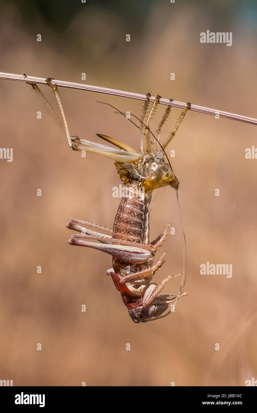 Insect molting process hi-res stock photography and images - Alamy