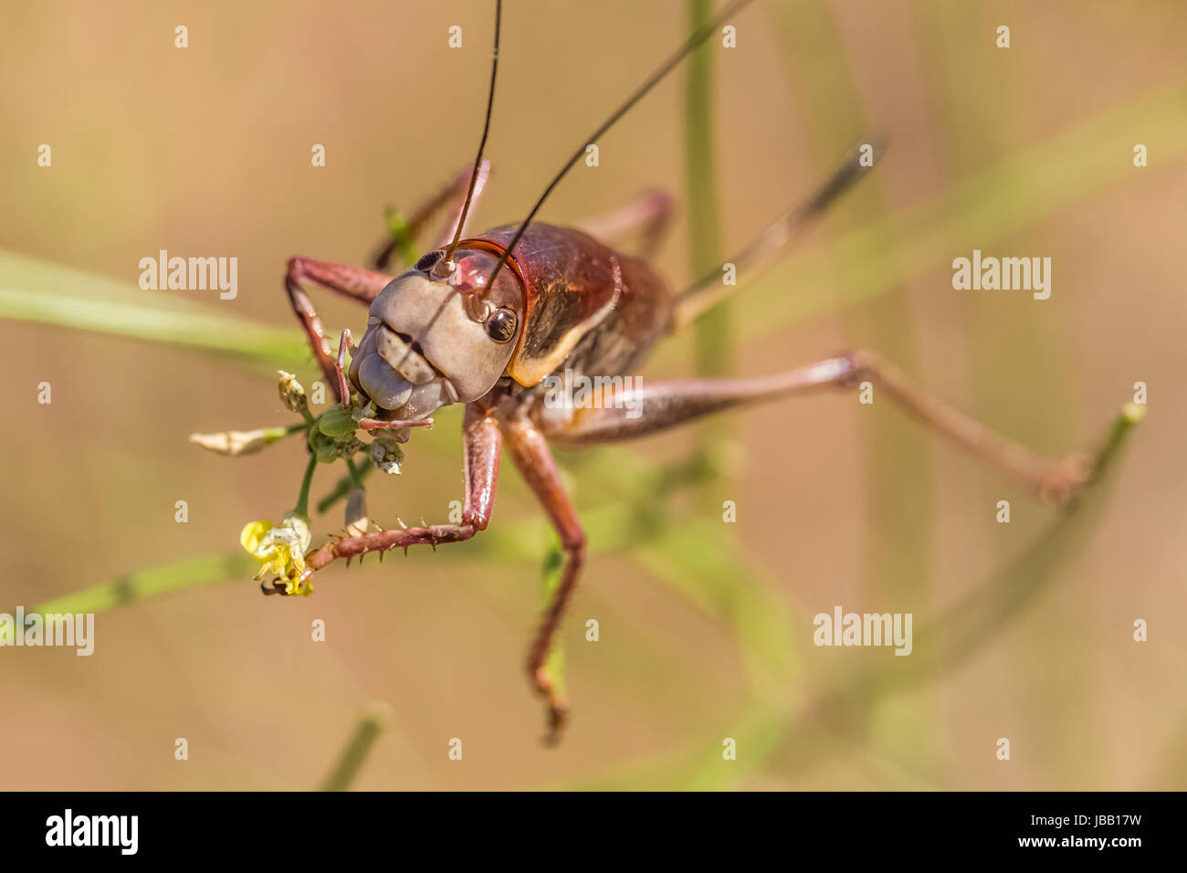 Coulee Cricket, Anabrus longipes, feeding on a plant in the mustard ...