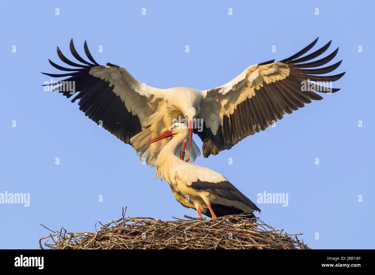 mating of storks Stock Photo - Alamy