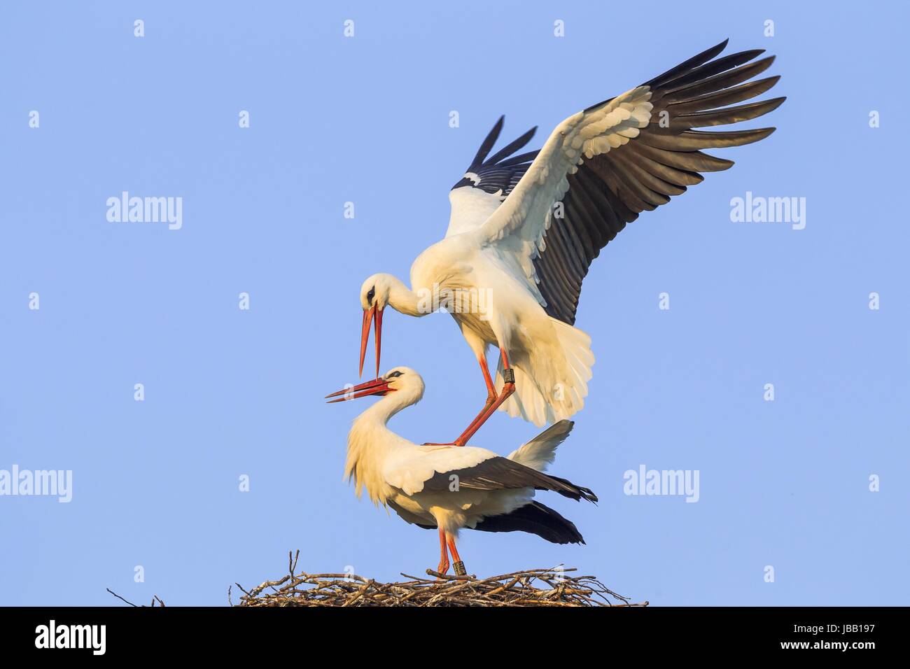 mating of storks Stock Photo - Alamy