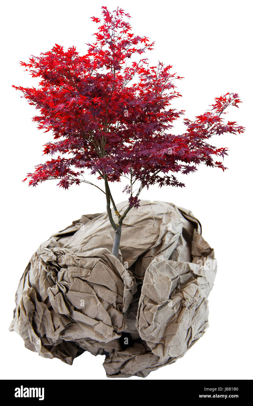 japanese maple growing out of recycled paper on white Stock Photo - Alamy