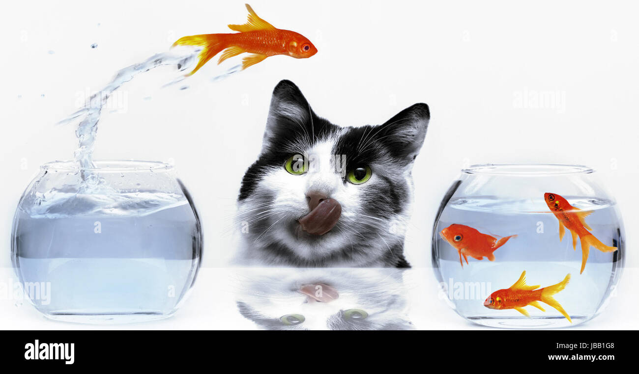 when fish fly Stock Photo - Alamy